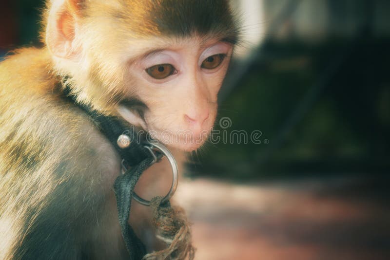 Model monkey stock photo. Image of attitude, baby, female - 148158638
