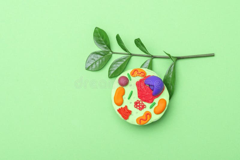 Model of Plant Cell on Green Background. Green World and Education ...