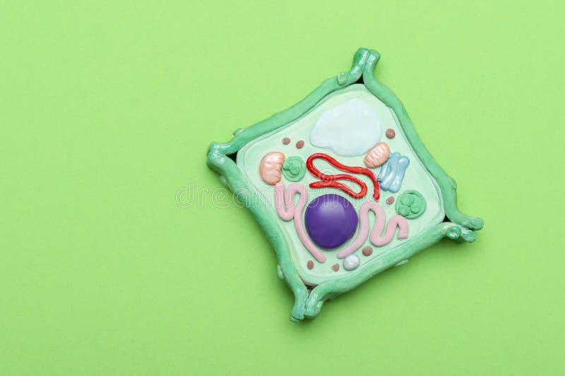 Model of Plant Cell on Green Background. Green World and Education ...