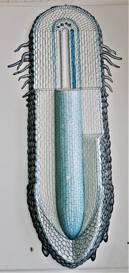 Model of Plant Root Anatomy Structure in Botanical Laboratory Stock ...