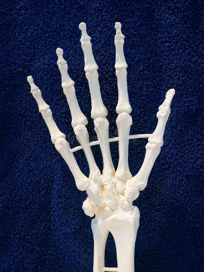 White skeleton of a hand stock photo. Image of finger - 275122224
