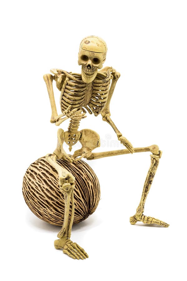 Model Skeleton Sitting On Ball Stock Photo - Image of science, sitting ...