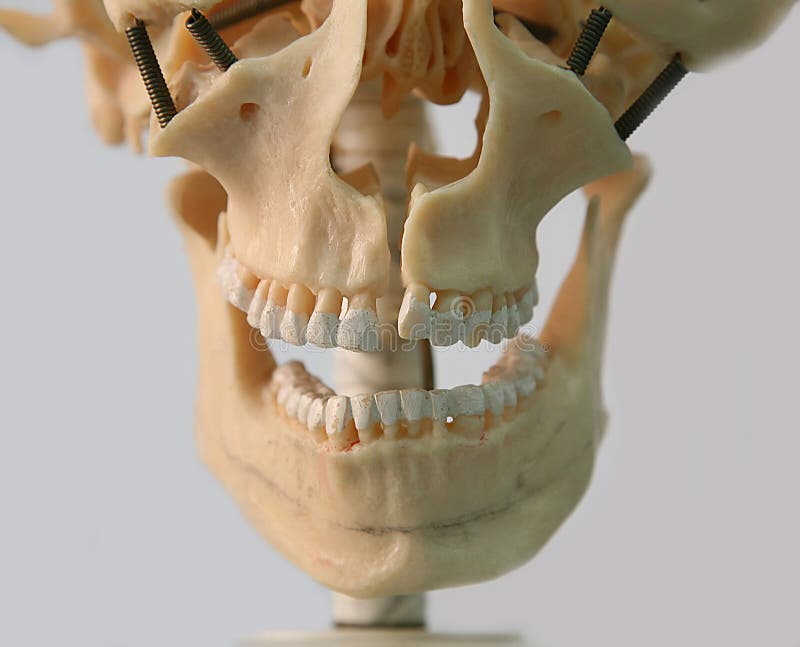 Model Of Skull Picture. Image: 8280341