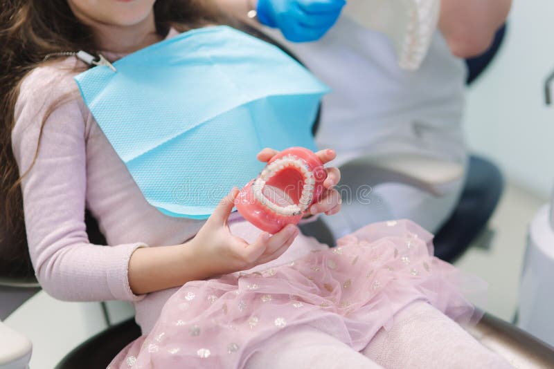 Model of Teeth in Hand of Little Girl Stock Image - Image of chair ...