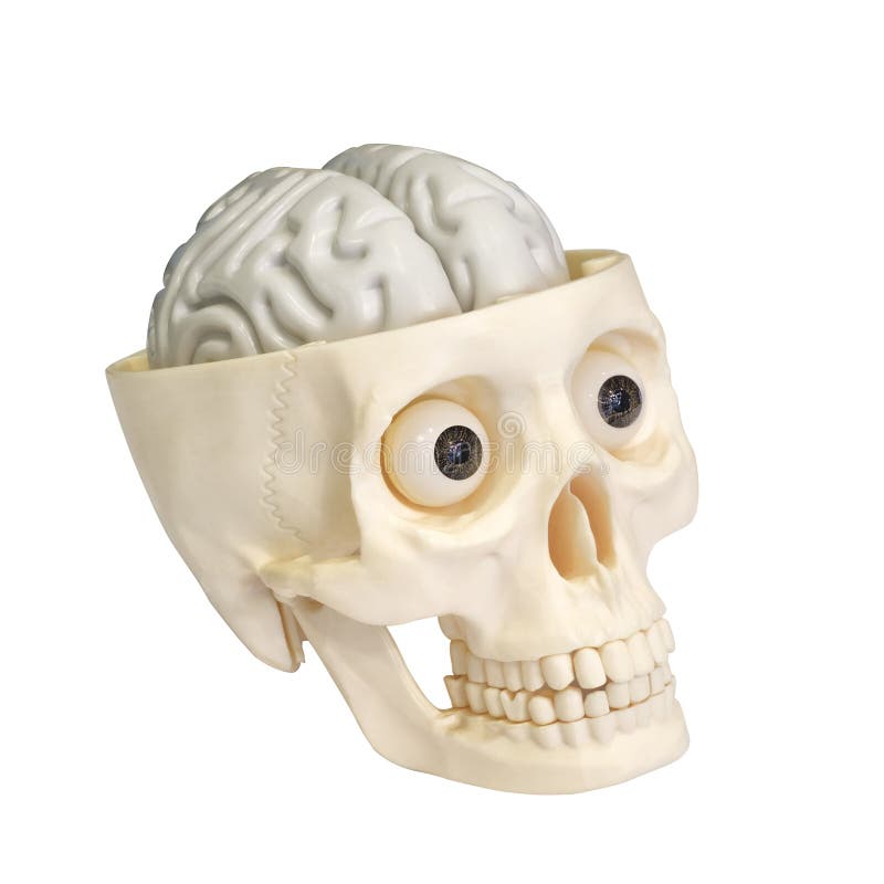 Model of a Trapanned Human Skull with Brain and Eyes Stock Image ...