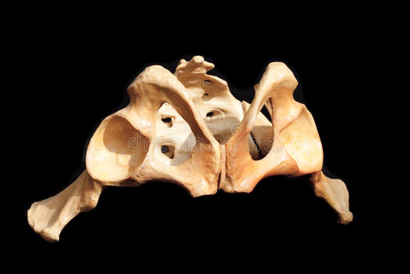 Model van bekken stock afbeelding. Image of deel, geduldig - 39128979