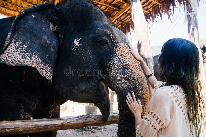314 Elephant Hug Stock Photos - Free & Royalty-Free Stock Photos from ...