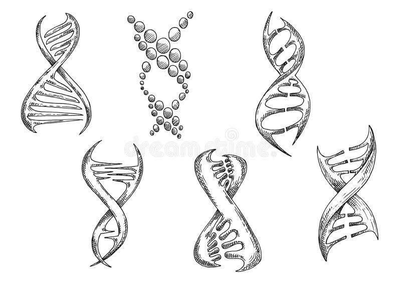 Modelli Di DNA Con Schizzi Di Doppia Elica Illustrazione Vettoriale ...