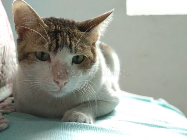 Modelling stock photo. Image of modelling, cats, poses - 105571124