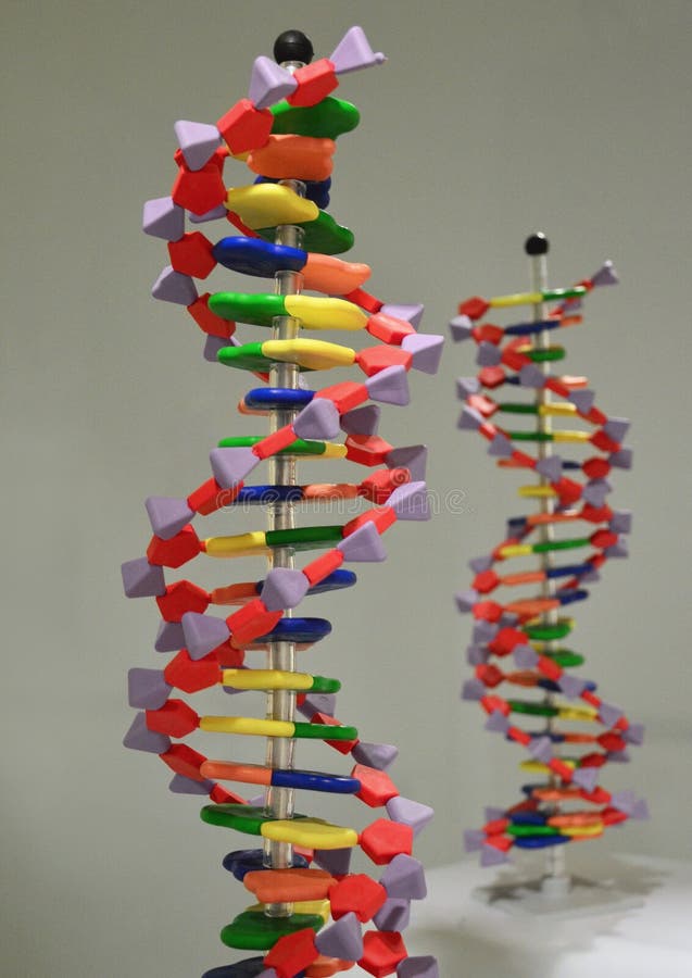 Modello del DNA fotografia stock. Immagine di plastica - 88455928