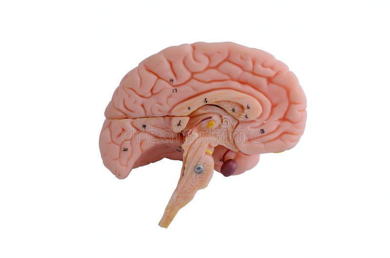 Modello Anatomico Del Cervello Umano Immagine Stock - Immagine di ...