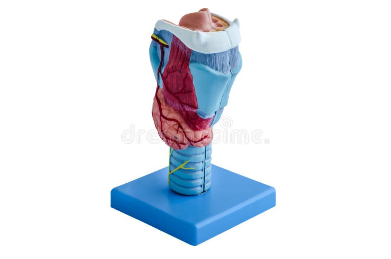 Modello Di Anatomia Della Faringe Fotografia Stock - Immagine di ...