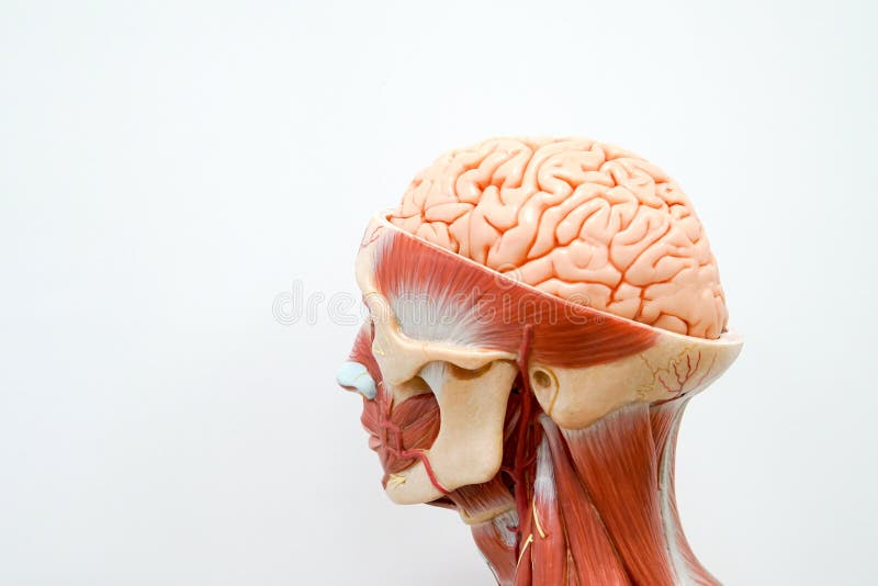 Modello Di Anatomia Della Testa Umana Fotografia Stock - Immagine di ...