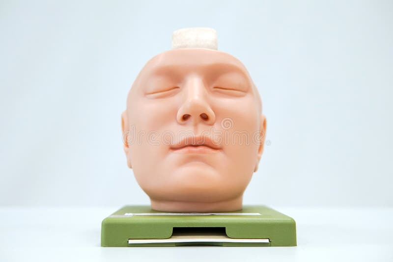 Modello Di Anatomia Della Testa Umana Immagine Stock - Immagine di ...