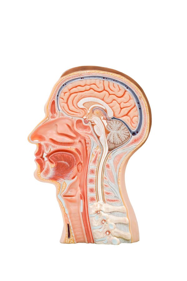 Modello Di Anatomia Della Testa Umana Immagine Stock - Immagine di osso ...