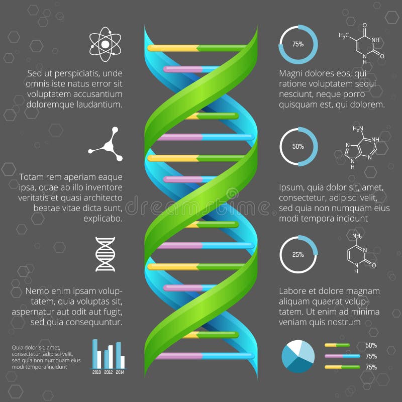 Modello Di Infographic Con La Struttura Del DNA Per Illustrazione ...