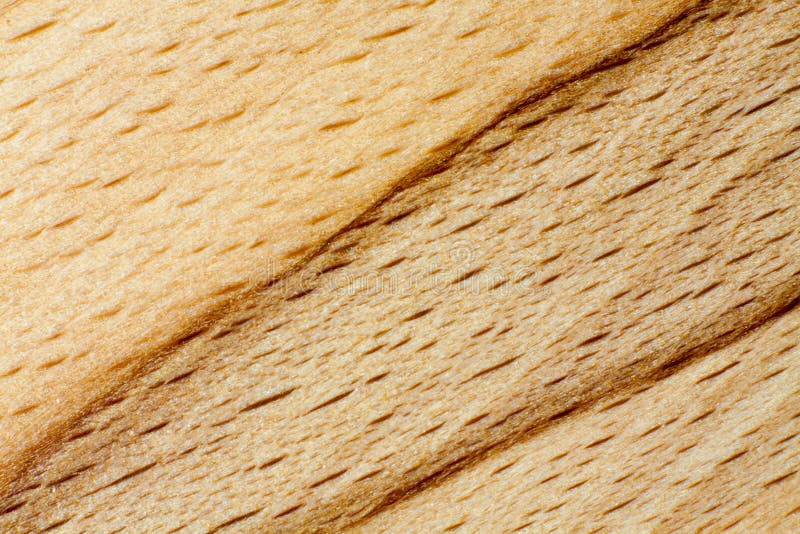 Modello di legno di faggio immagine stock. Immagine di particolari ...