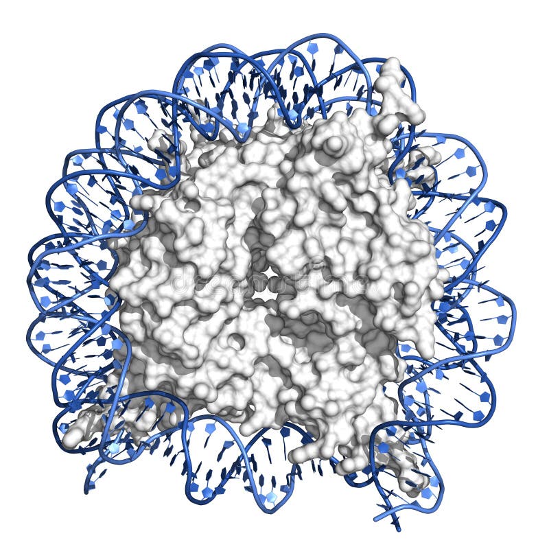 Estrutura Nucleossoma. Estrutura De Um Oligonucleossomo Mostrando a ...