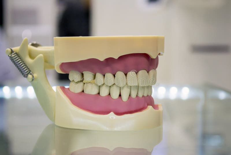 Modelo De La Quijada Con Los Dientes Humanos Imagen de archivo - Imagen ...