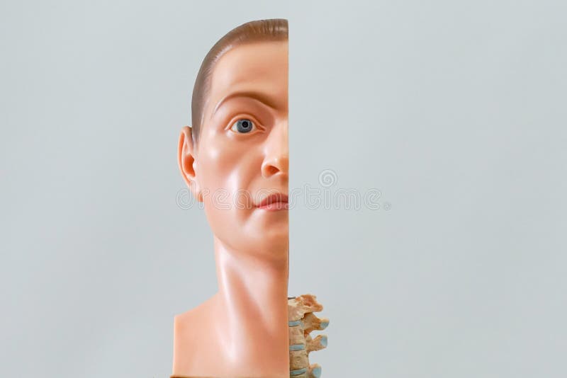 Modelo de la cabeza humana imagen de archivo. Imagen de ciencia - 97323513