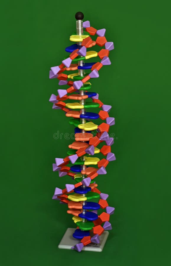 Modelo de la DNA foto de archivo. Imagen de aprendizaje - 100153678