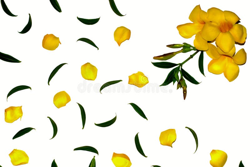 Modelo De La Flor Del Allamanda Aislado En Blanco Imagen de archivo ...