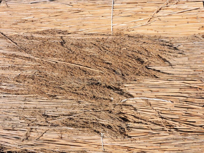 Modelo De La Planta De Reed Imagen de archivo - Imagen de extracto ...