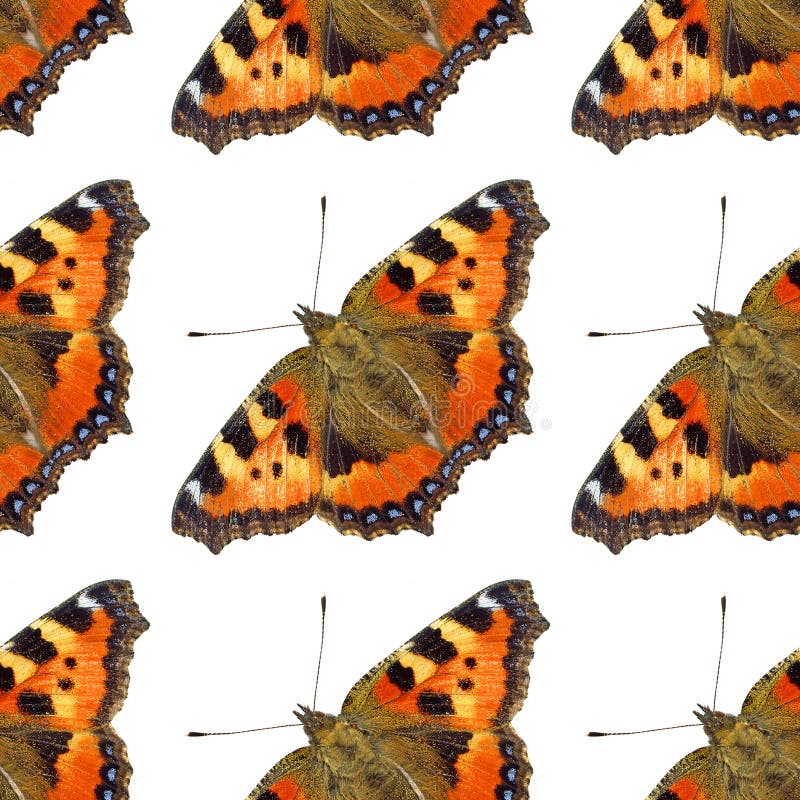 Modelo De Mariposa Imagen. Imagen: 2799926