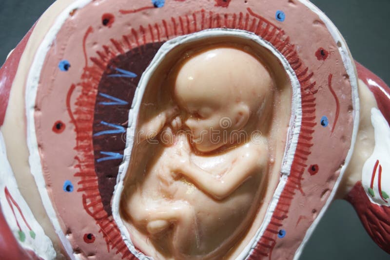 Un Feto Es Una Etapa En El Desarrollo Prenatal Foto De Archivo Imagen