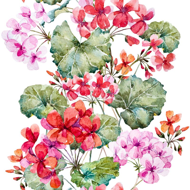 Geranio Ilustraciones Stock, Vectores, Y Clipart – (4,840 Ilustraciones ...