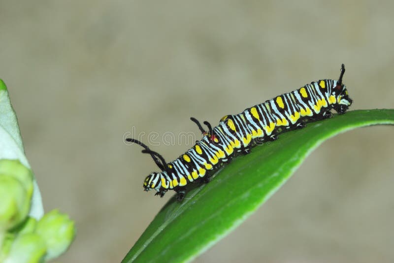 Polillas Con Las Alas Abiertas (hamata Del Automeris) Imagen de archivo ...