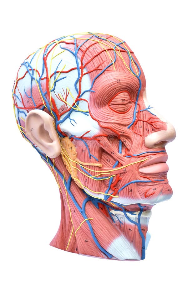 Modelo Del Ser Humano De La Mitad-cabeza Imagen de archivo - Imagen de ...