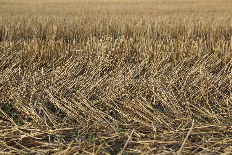 Modelo del trigo imagen de archivo. Imagen de cereal - 60939901