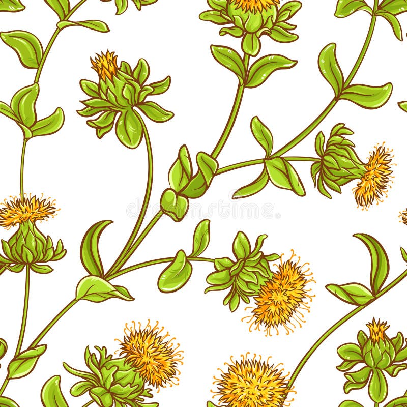 Modelo Del Vector De La Planta Del Alazor Ilustración del Vector ...