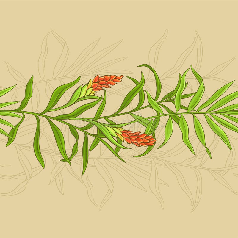 Modelo Del Vector Del Jengibre Ilustración del Vector - Ilustración de ...
