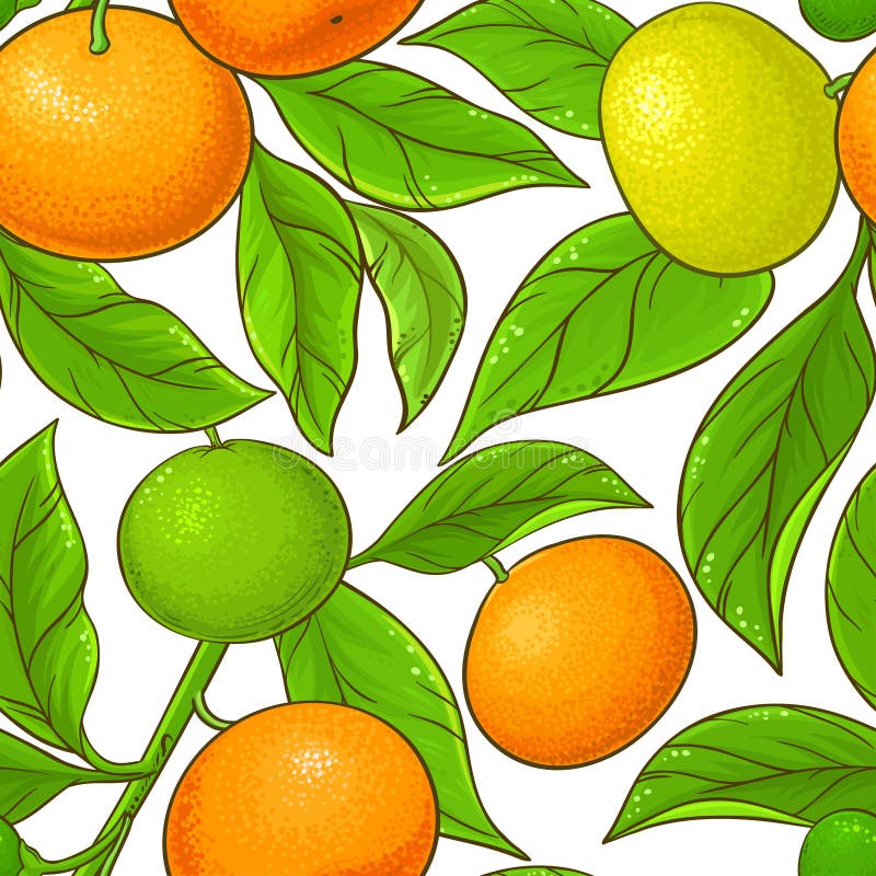 Marco Del Vector De La Mandarina Ilustración del Vector - Ilustración ...