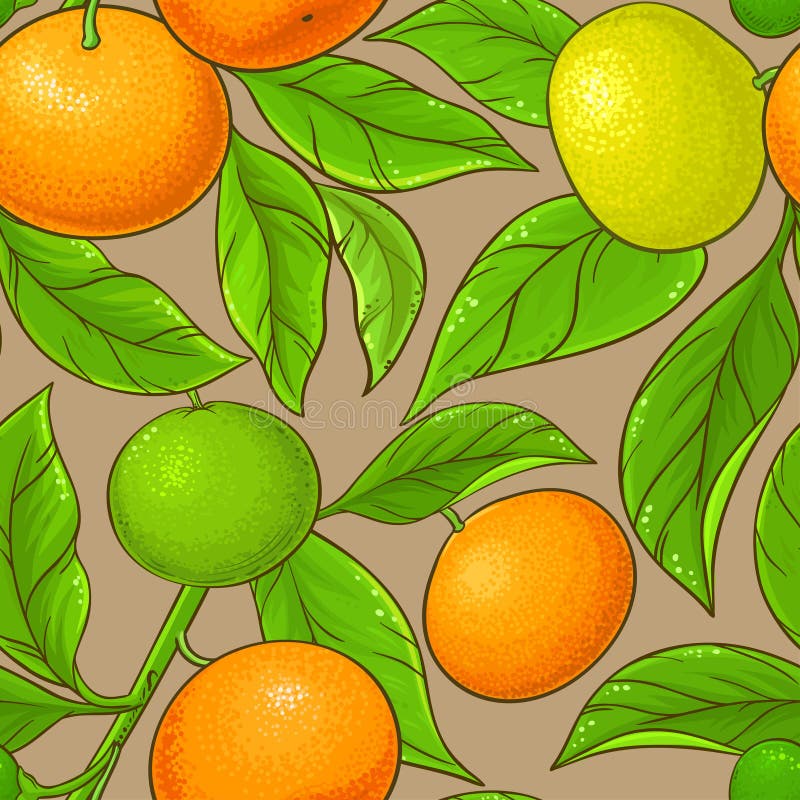 Marco Del Vector De La Mandarina Ilustración del Vector - Ilustración ...