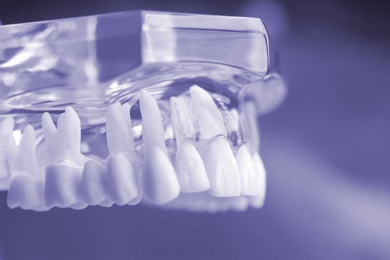 Modelo Dental De La Boca De Los Dientes Imagen de archivo - Imagen de ...