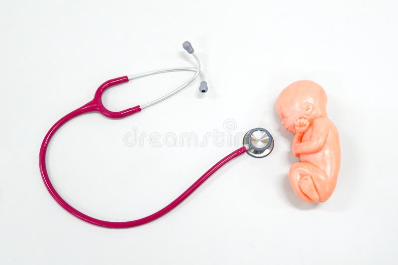 Modelo Humano Del Feto Con El Estetoscopio Foto de archivo - Imagen de ...
