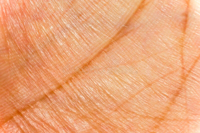 Modelo Y Textura Humanos De La Palma Imagen de archivo - Imagen de mano ...