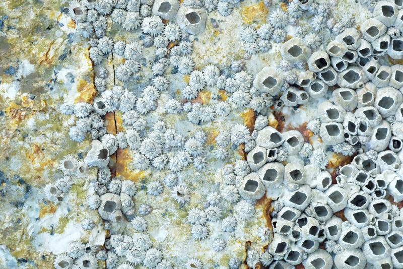 Modelos de lapas de roca foto de archivo. Imagen de intermareal - 70777838