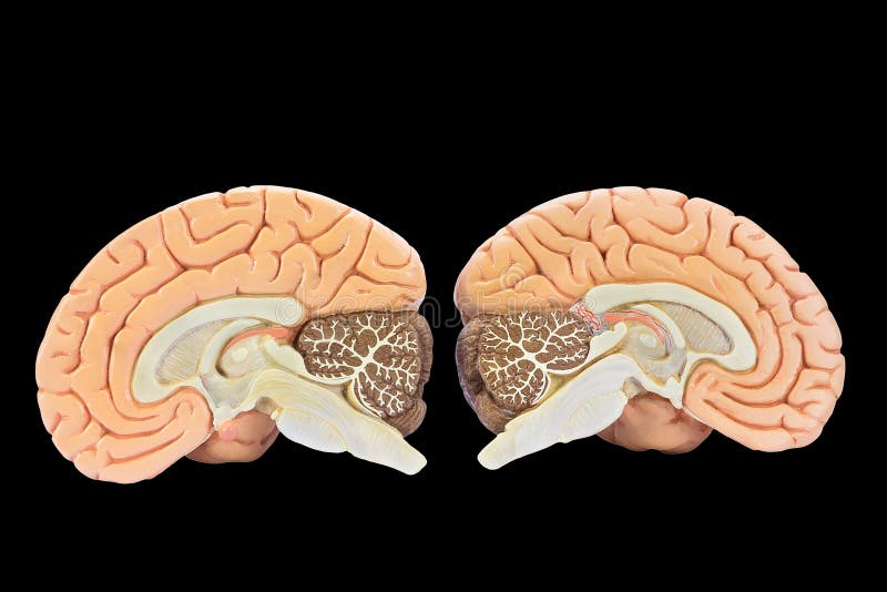 Models of Two Brain Halves on Black Background Stock Image - Image of ...