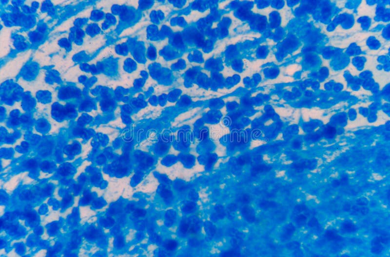 Moderate Blue White Blood Cells. Stock Photo - Image of anatomy ...