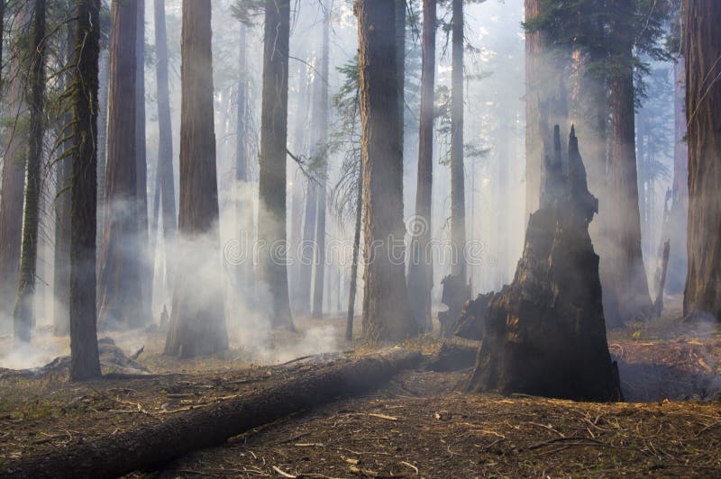 Moderate Fire in Sequoia National Park Editorial Photography - Image of ...