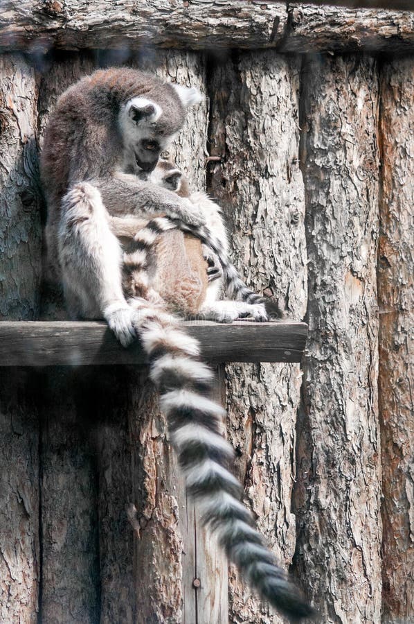 Modermakin Som Smeker Henne, Behandla Som Ett Barn Fotografering för ...