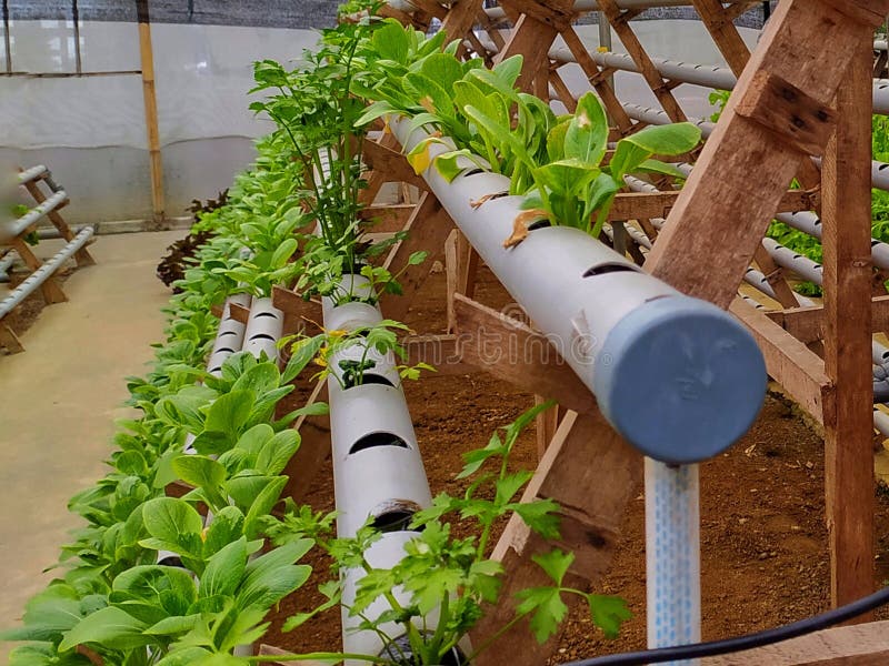 Modern Agriculture Using the Hydroponic System Method, Indonesia. Stock ...