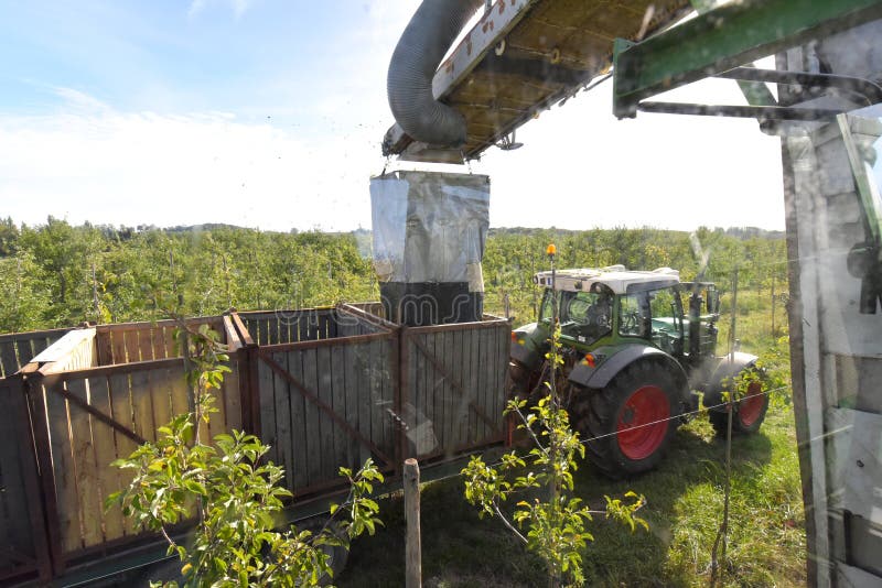 Modern Apple Harvest with a Harvesting Machine on a Plantation with ...