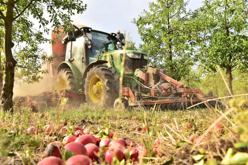 Modern Apple Harvest with a Harvesting Machine on a Plantation with ...