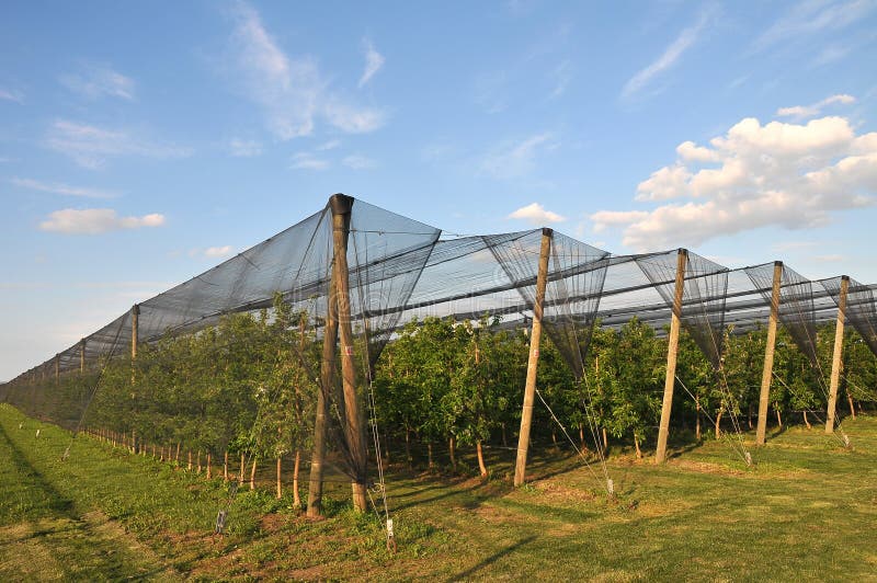 Modern Apple Orchard with Protective Nets Against Hail Stock Photo ...