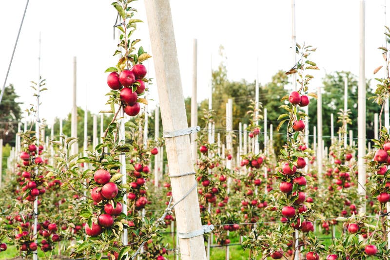 Rows of Apple Trees Growing in Orchard or on Apple Farm Stock Image ...